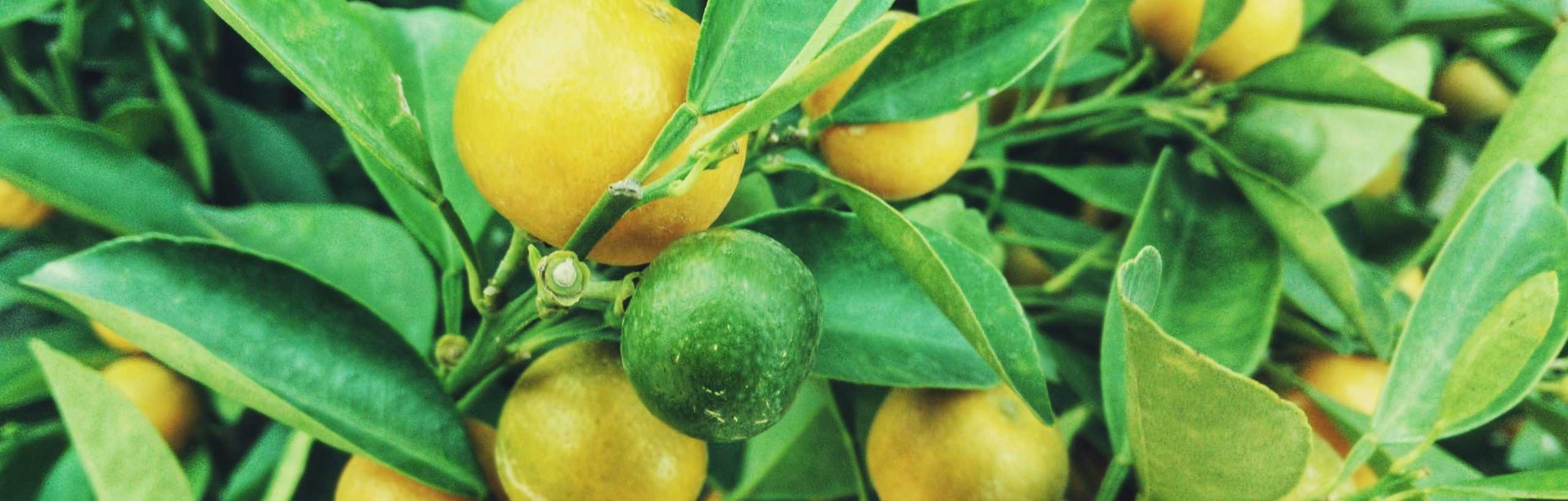Low hanging fruit | business sales strategy - Essemy